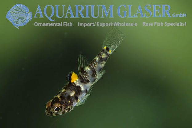 Pandaka rouxi - Aquarium Glaser GmbH