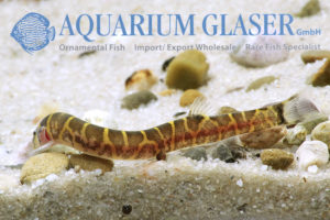 Pangio alternans - Aquarium Glaser GmbH