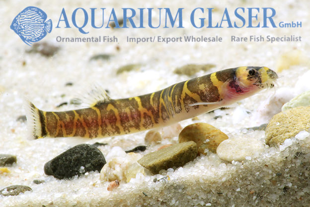 Pangio alternans - Aquarium Glaser GmbH