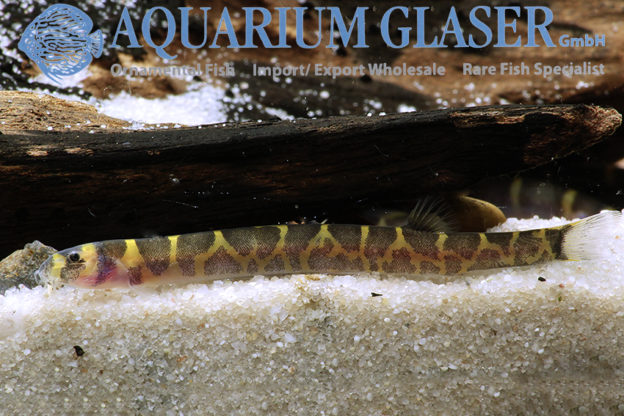 Pangio alternans - Aquarium Glaser GmbH