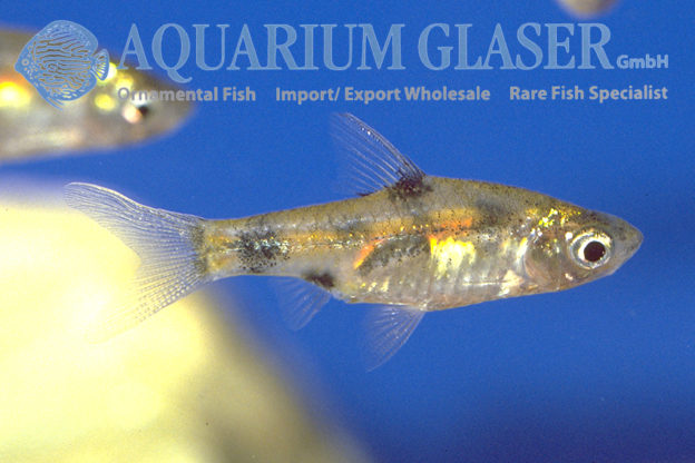 Pethia gelius - Aquarium Glaser GmbH