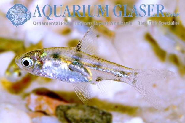 Pethia gelius - Aquarium Glaser GmbH