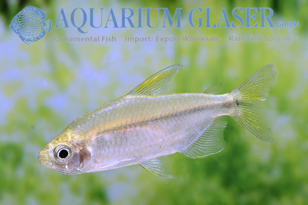 Phenacogrammus cf. taeniatus - Aquarium Glaser GmbH