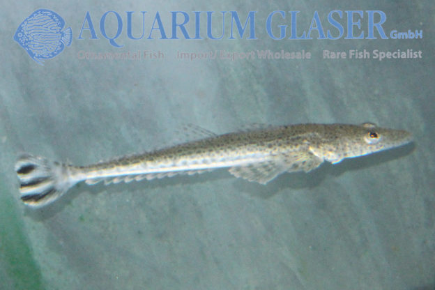 Platycephalus indicus - Aquarium Glaser GmbH