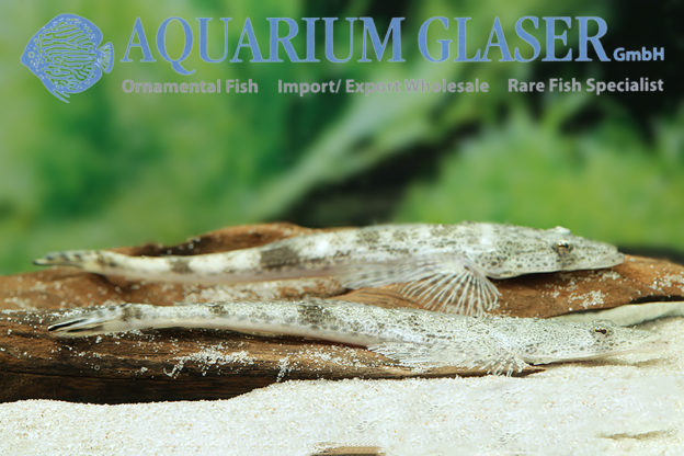 Platycephalus indicus - Aquarium Glaser GmbH