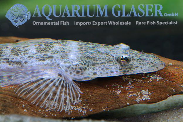 Platycephalus indicus - Aquarium Glaser GmbH
