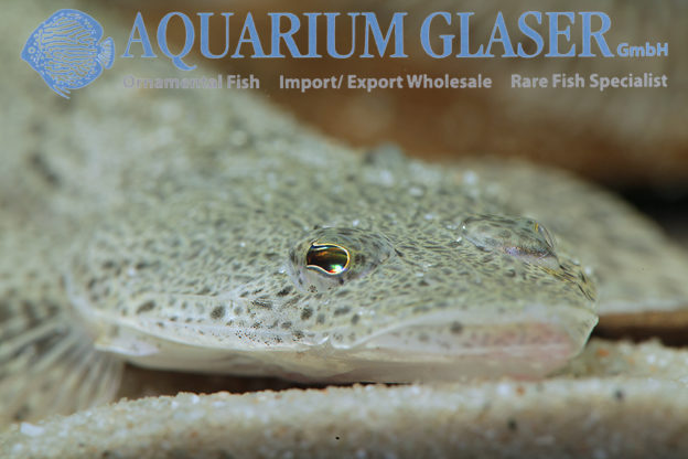 Platycephalus indicus - Aquarium Glaser GmbH