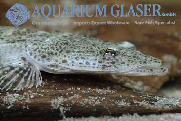 Platycephalus indicus - Aquarium Glaser GmbH