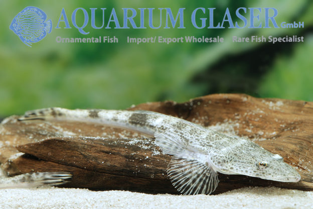 Platycephalus indicus - Aquarium Glaser GmbH
