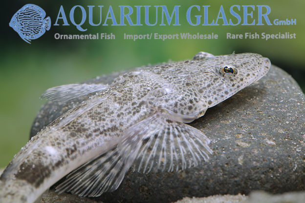 Platycephalus indicus - Aquarium Glaser GmbH