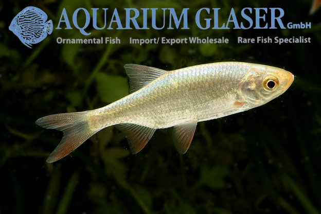 Scardinius erythrophthalmus - die Rotfeder - Aquarium Glaser GmbH