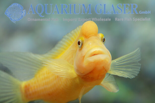 Fish Archive - Aquarium Glaser GmbH