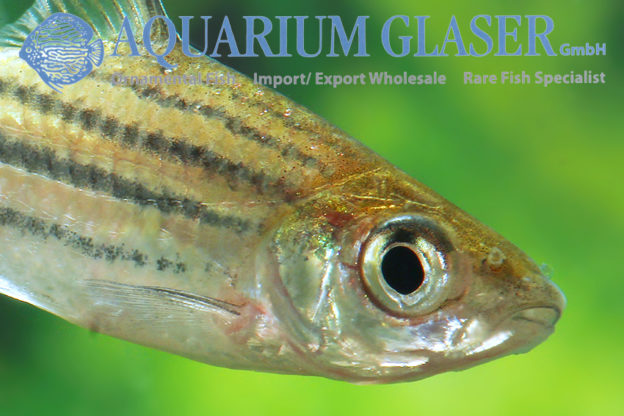 Striuntius lineatus - Aquarium Glaser GmbH