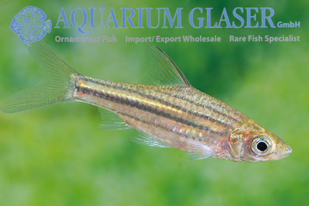 Striuntius lineatus - Aquarium Glaser GmbH