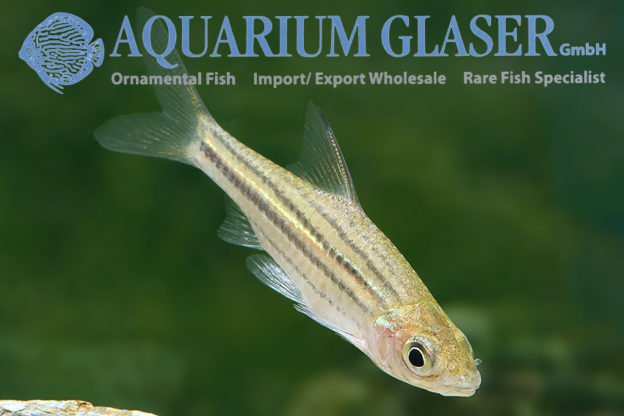 Striuntius lineatus - Aquarium Glaser GmbH