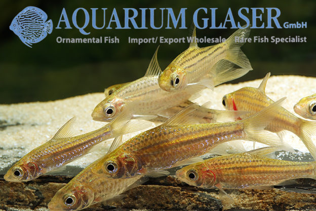 Striuntius lineatus - Aquarium Glaser GmbH