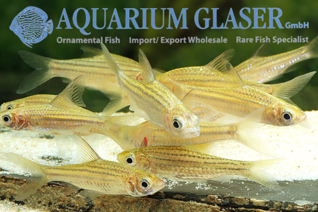 Striuntius lineatus - Aquarium Glaser GmbH