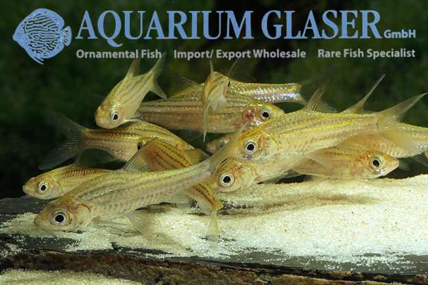 Striuntius lineatus - Aquarium Glaser GmbH