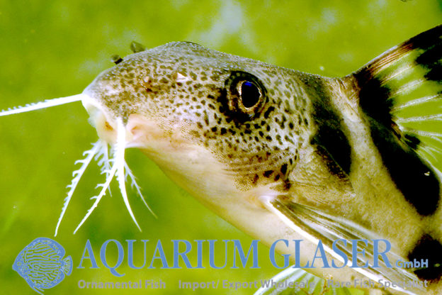 Synodontis decorus - Aquarium Glaser GmbH