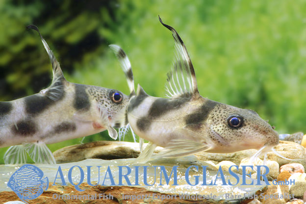 10d. Welse Afrika - Aquarium Glaser GmbH