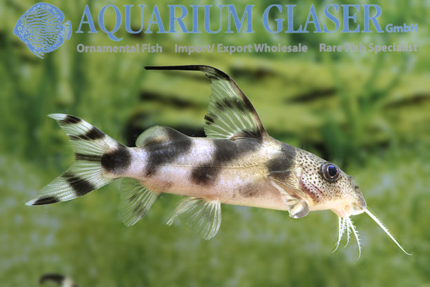 Synodontis decorus - Aquarium Glaser GmbH