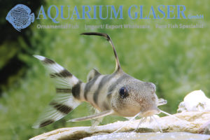 Synodontis decorus - Aquarium Glaser GmbH