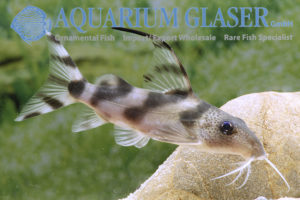 Synodontis decorus - Aquarium Glaser GmbH