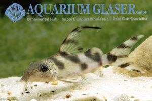 10d. Catfishes from Africa - Aquarium Glaser GmbH