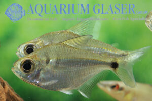 Tetragonopterus denticulatus - Aquarium Glaser GmbH