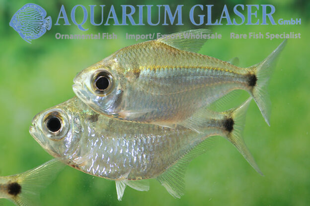 Tetragonopterus denticulatus - Aquarium Glaser GmbH