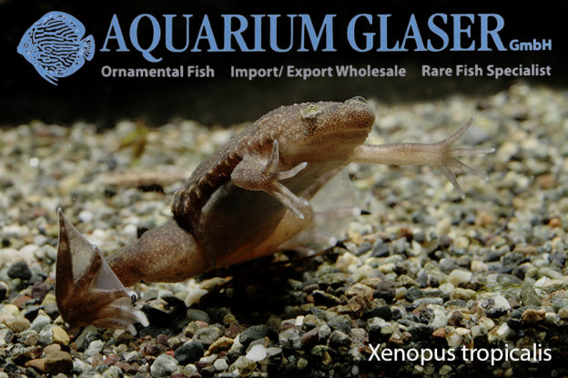 Xenopus tropicalis - Aquarium Glaser GmbH