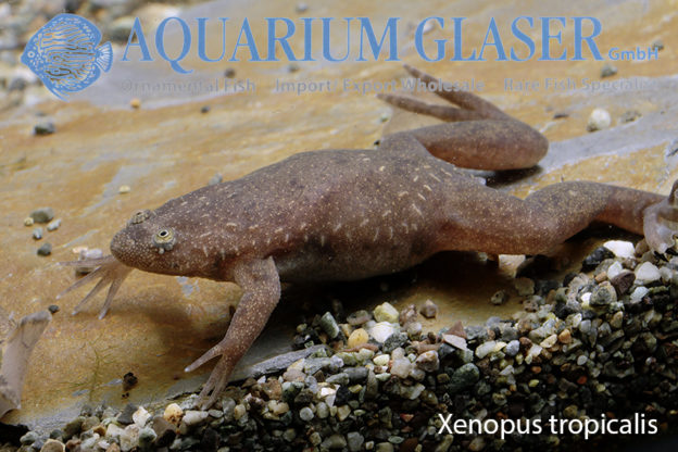 Xenopus tropicalis - Aquarium Glaser GmbH